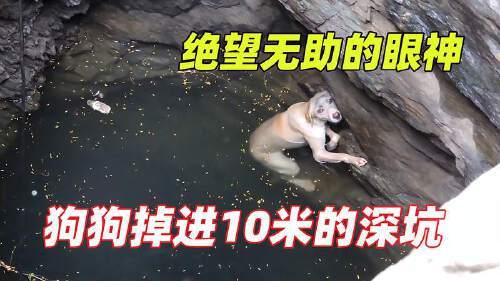 狗狗坠入十几米深坑绝境求生,获救瞬间所有人泪目!