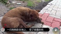 狗狗耳朵被蛆虫困扰,小伙前去帮助,它感激的摇起尾巴