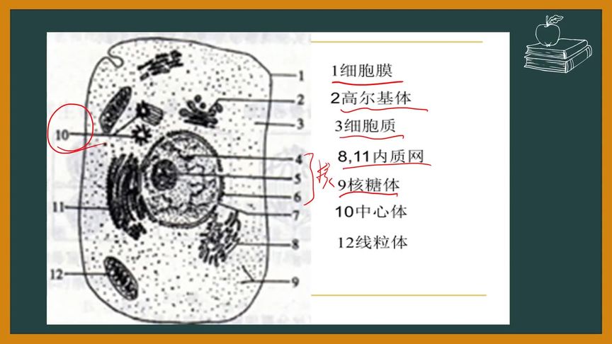 生物必修精讲:第7讲,细胞器的介绍及生物膜结构