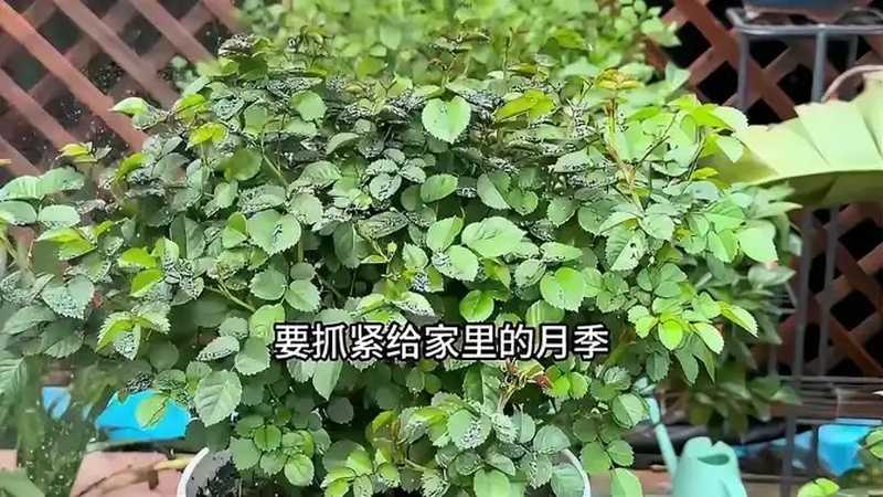 春分后养月季,撒上一把稻壳炭吧,会有意想不到的作用