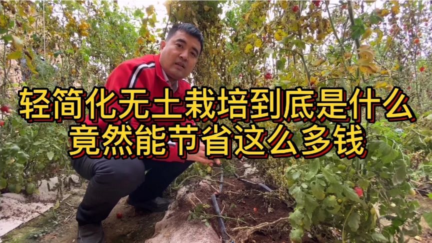 适合国内的无土栽培模式来了!杜绝土传病害,还能节省大量成本!