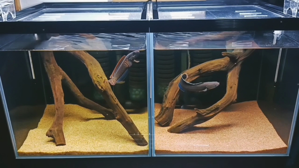 你们的入坑雷龙鱼是什么?