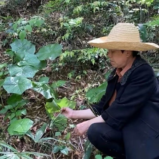 跟着辉妈学植物 