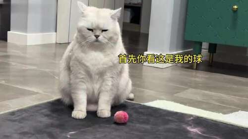 动物表演背后的真相:当自由沦为舞台的囚徒