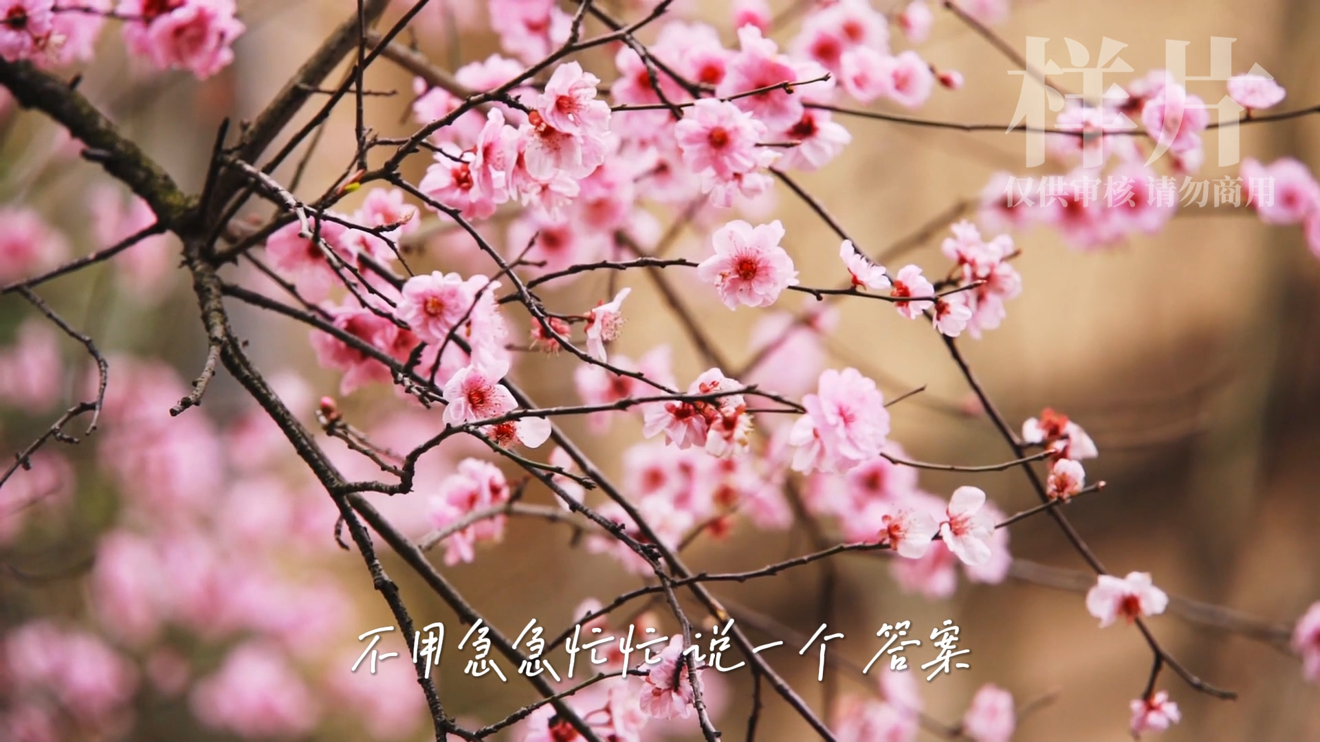 小美满 歌曲LED背景视频制作