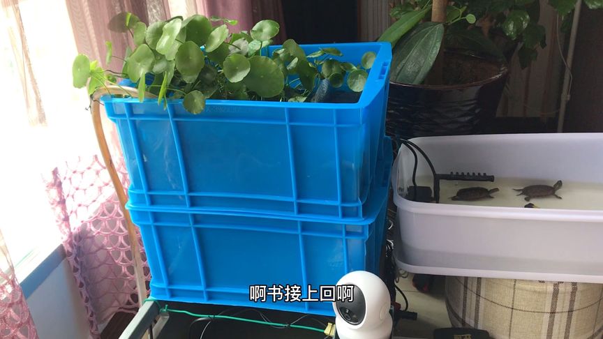 我的龟缸及过滤系统分享(二)