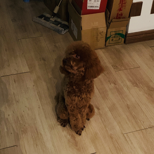 陈好怂 