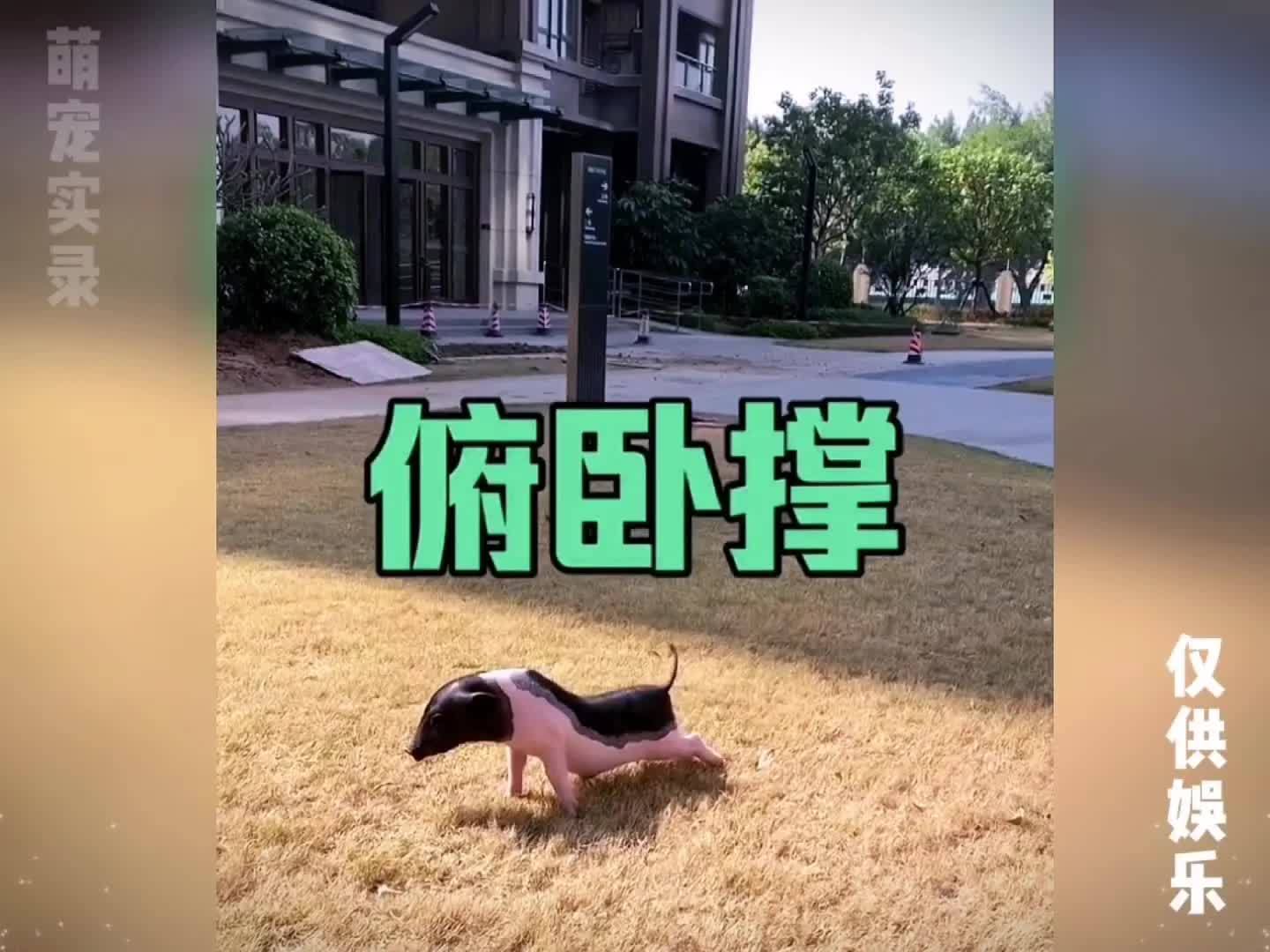 细狗行不行啊?