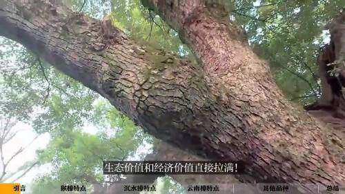 香樟树品种大揭秘!这3种最受欢迎,你家适合哪种?