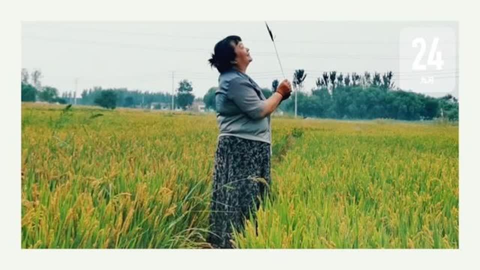 田间地头走一走 稻田风光美如画 丰收的季节 美丽的家乡田园风光 享受...