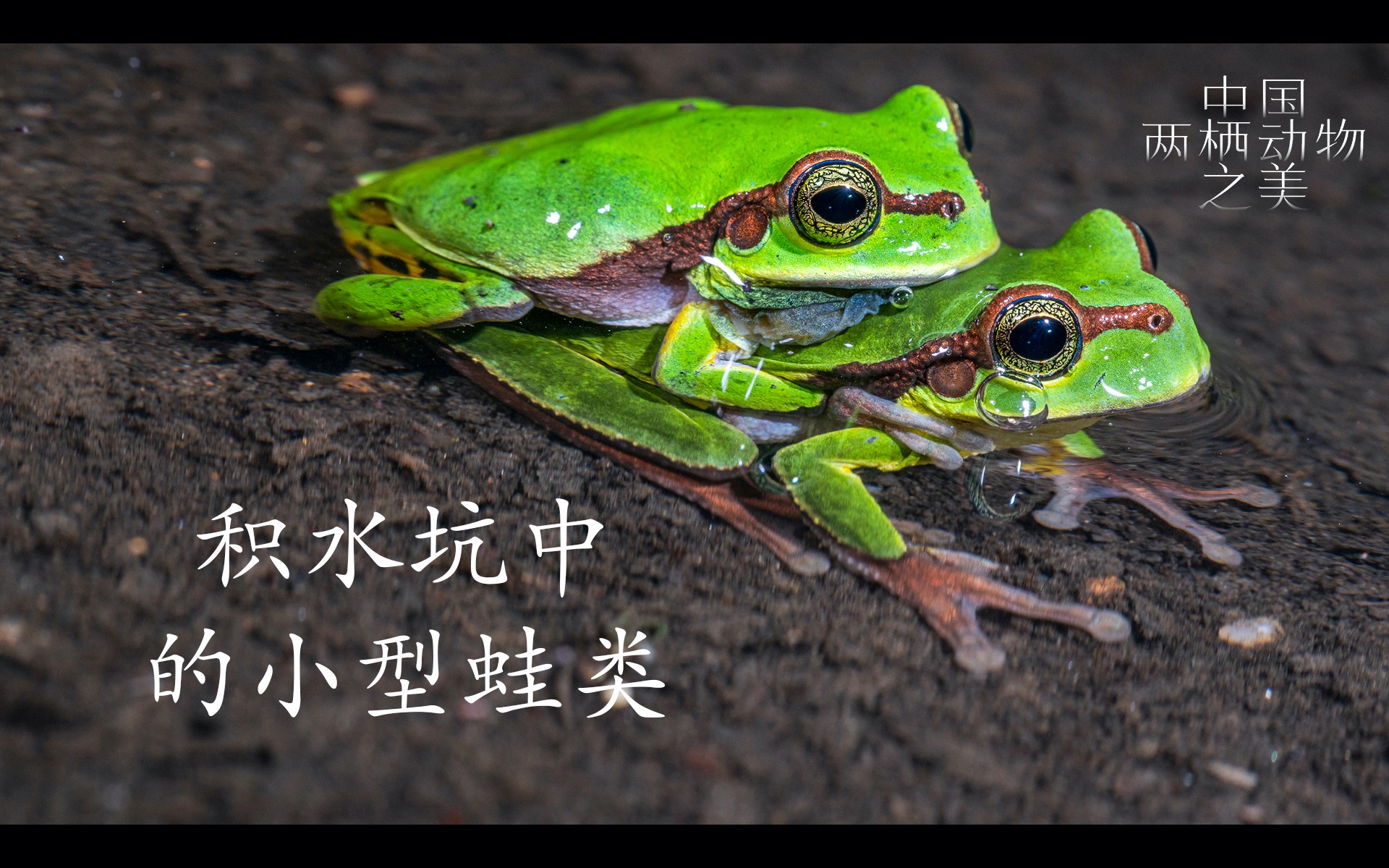中国两栖动物之美|积水坑中的小型蛙类
