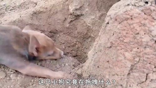 两只小狗在疯狂的刨土,似乎在寻找猎物
