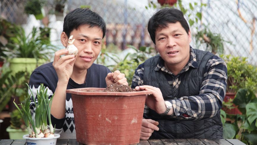 洋水仙的土培技巧,加上底肥明年复花爆盆