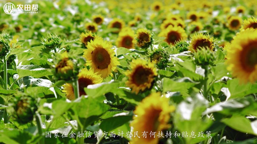 国家在金融信贷方面,对农民有哪些扶持和贴息政策