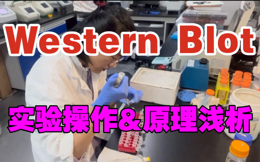 【干货】Western Blot/磷酸化WB实验操作及原理浅析(1)蛋白提取|...