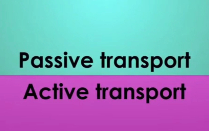 【高中生物动画演示】细胞运输概况(字幕版)