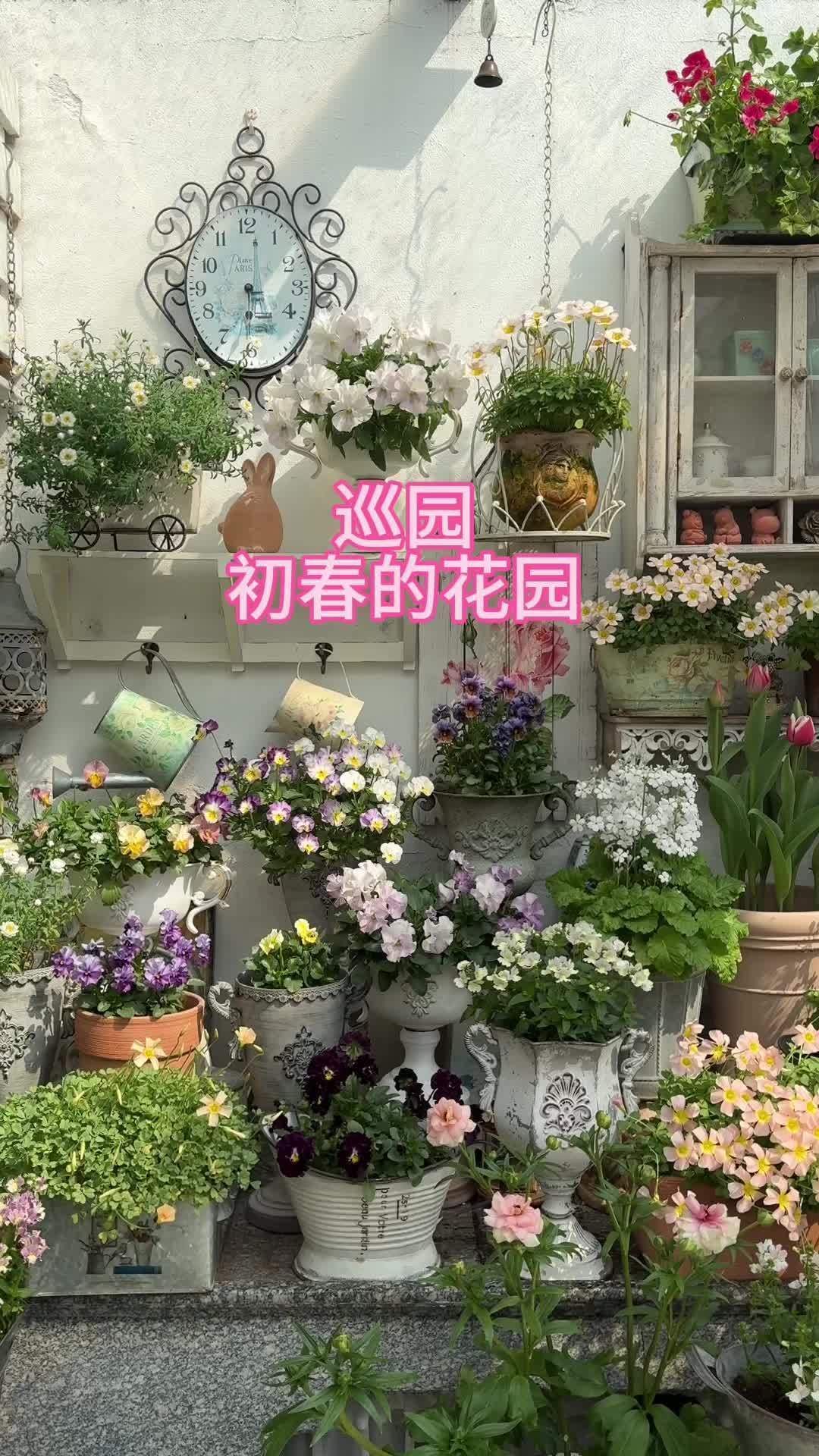 今日巡园～来看看2月初春的花园都有哪些花在开,初春开放的小花儿#...