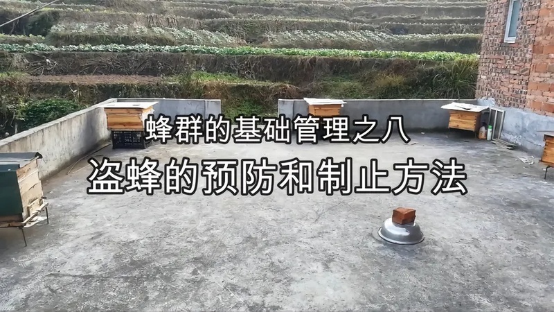 蜜蜂安全高效饲养之基础管理,盗蜂的预防和制止方法