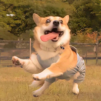 朱哥说风云 