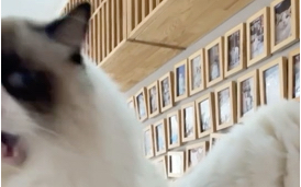 和宠物的治愈生活猫咪热度前10排行你们知道第一名是谁吗猫咪 宠物...