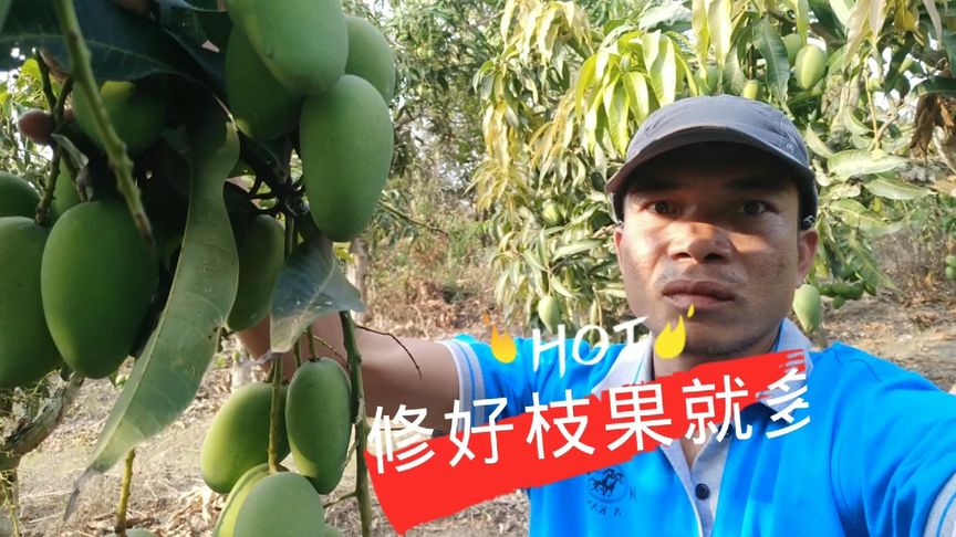 芒果树修枝好,挂果率才高