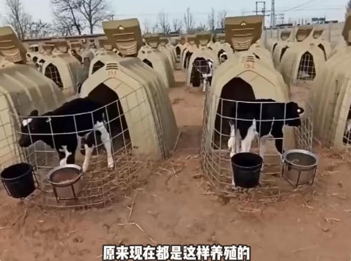 原来现在都是这样养殖的,这规模,真是让人开眼了