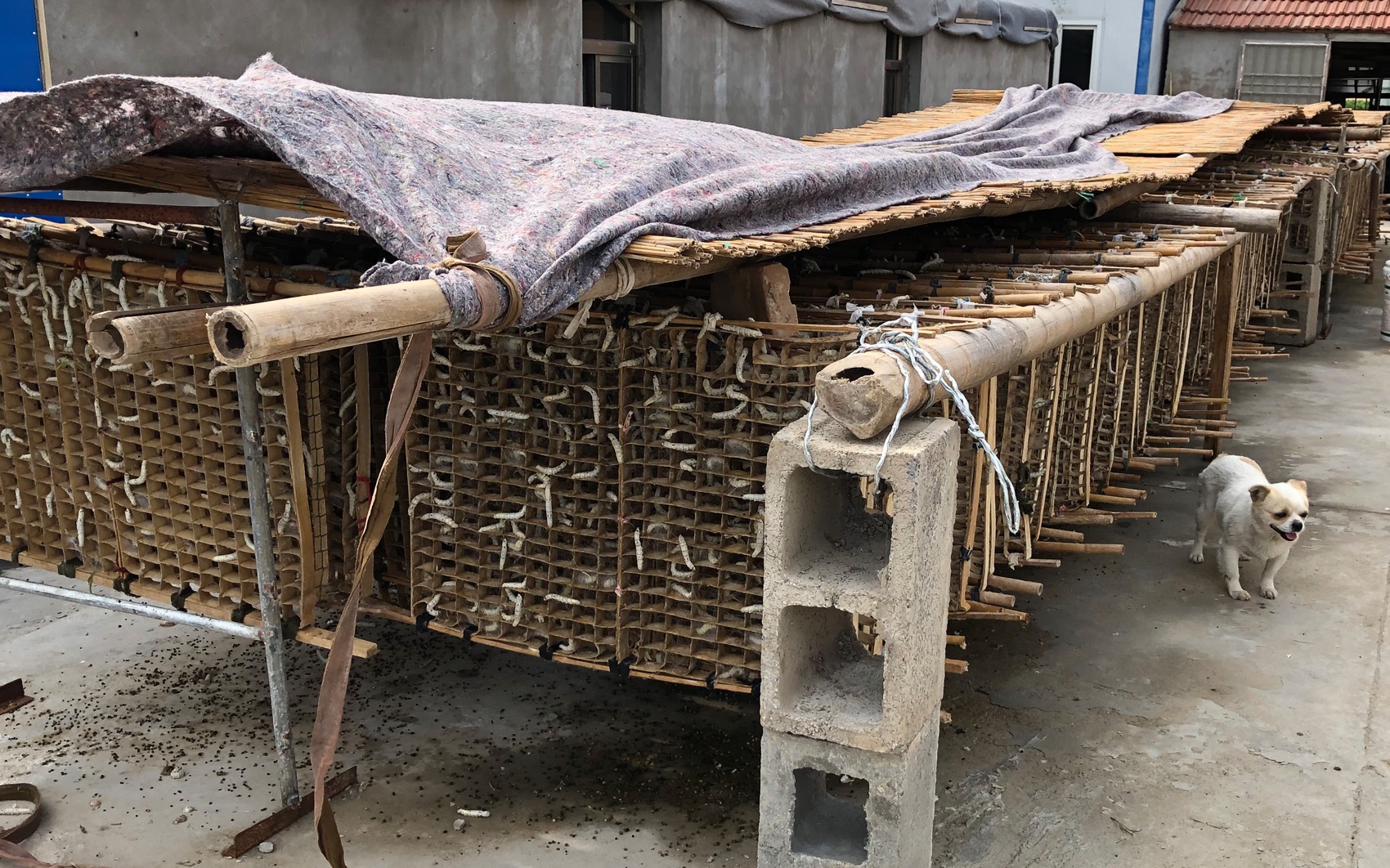 真神奇!只要把蚕放到这个容器上,它就会自动结茧!真是长见识了