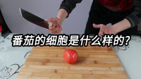 将番茄切开放到显微镜下会看到什么?番茄内部的迷你细胞世界