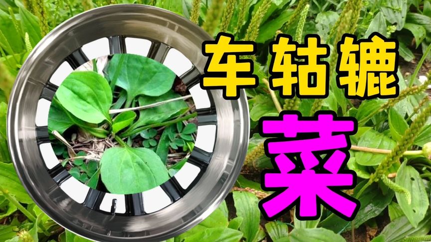 车前草又叫降压草,不仅能吃还能当药用,知道功效采回家煮水喝