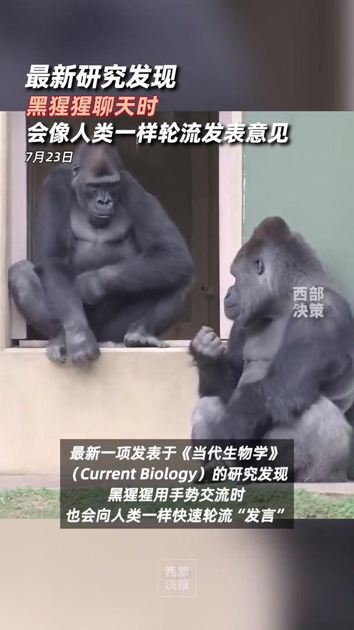 #黑猩猩聊天会像人类一样轮流发言在人类的对话中,通常一方给出信息,...