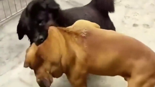 纯种藏獒大战比特犬,竟被一招制服,全程死咬不松口