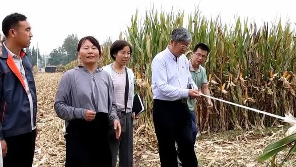 枣庄滕州市:秋粮单产再创新高