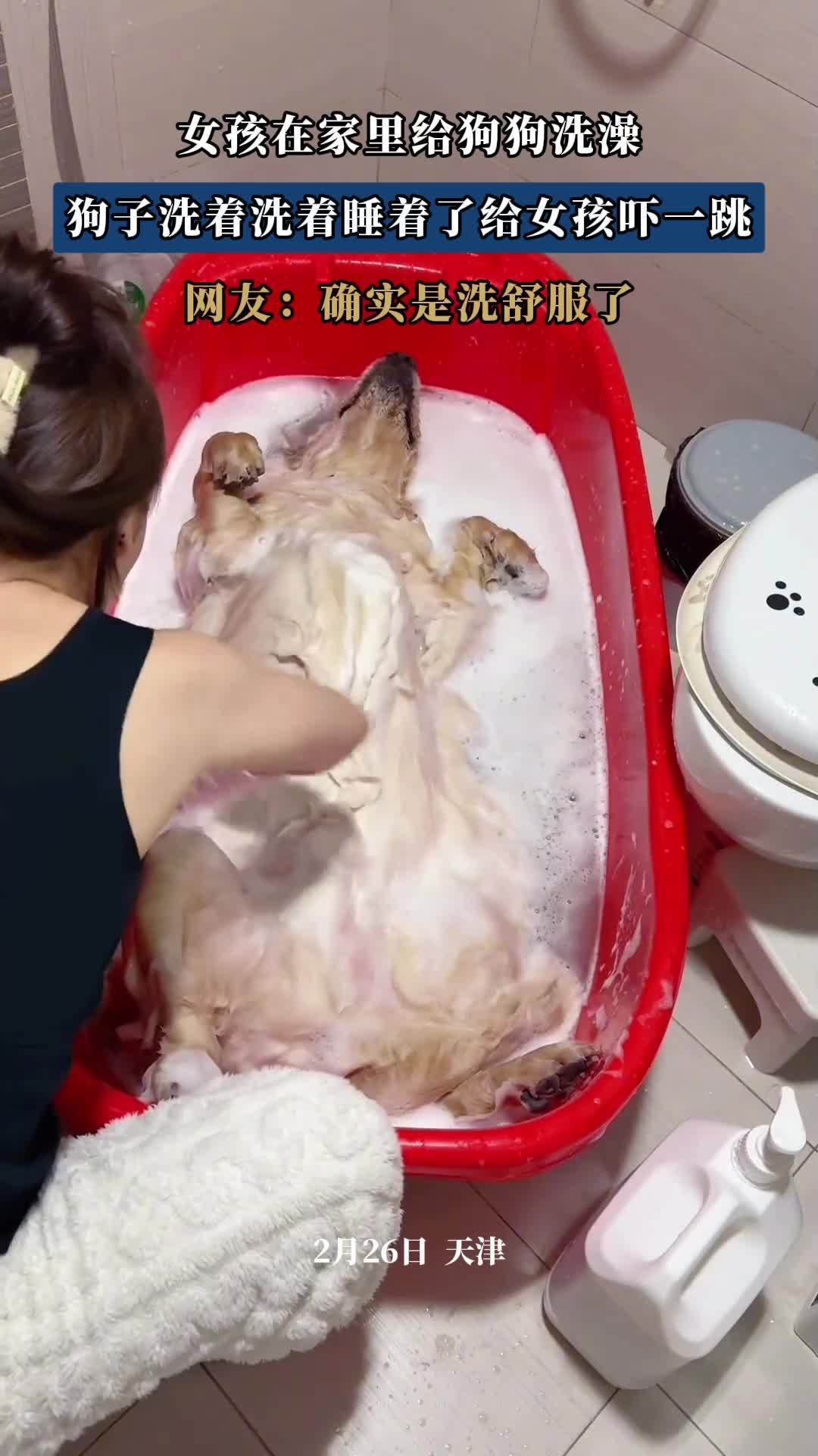 女孩在家里给狗狗洗澡,狗子洗着洗着睡着了,给女孩吓一跳