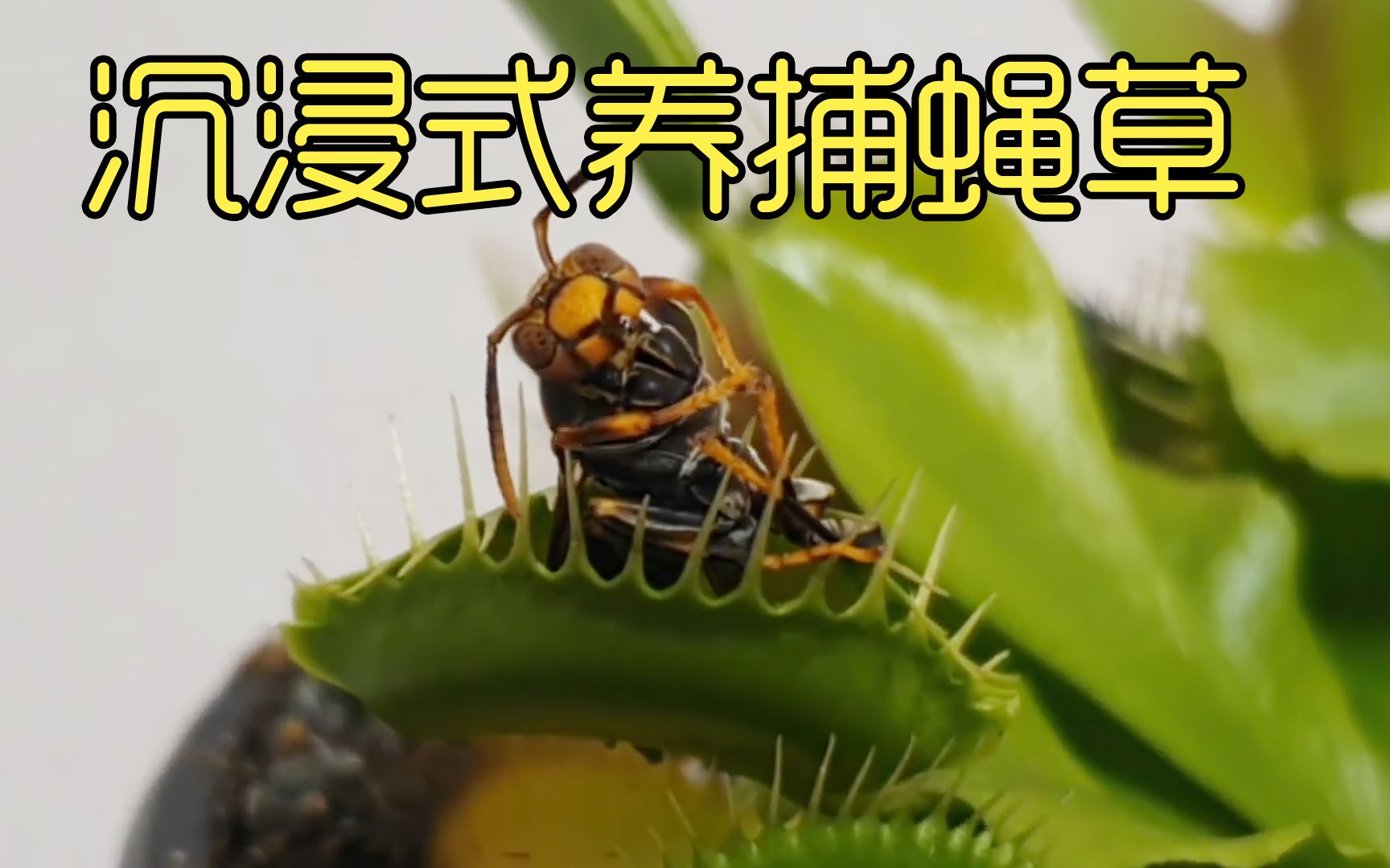 沉浸式养捕蝇草,被捕蝇草咬了一口变身捕蝇侠,太好玩太有趣了