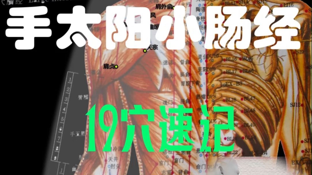 006手太阳小肠经19穴速记