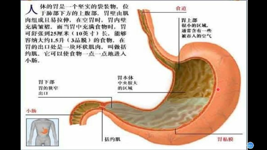 影像科普:胃的大致解剖结构讲解,在CT横断位上的表现,简单易懂