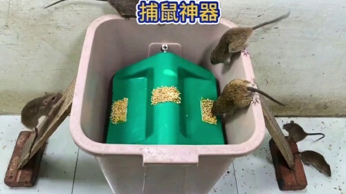 自制简易捕鼠神器,简单实用!