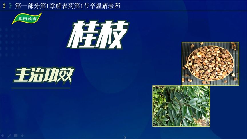 中药-桂枝的主治功效