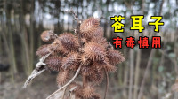 农村常见的中药材“苍耳子”,原来是有毒的!还是要慎用啊
