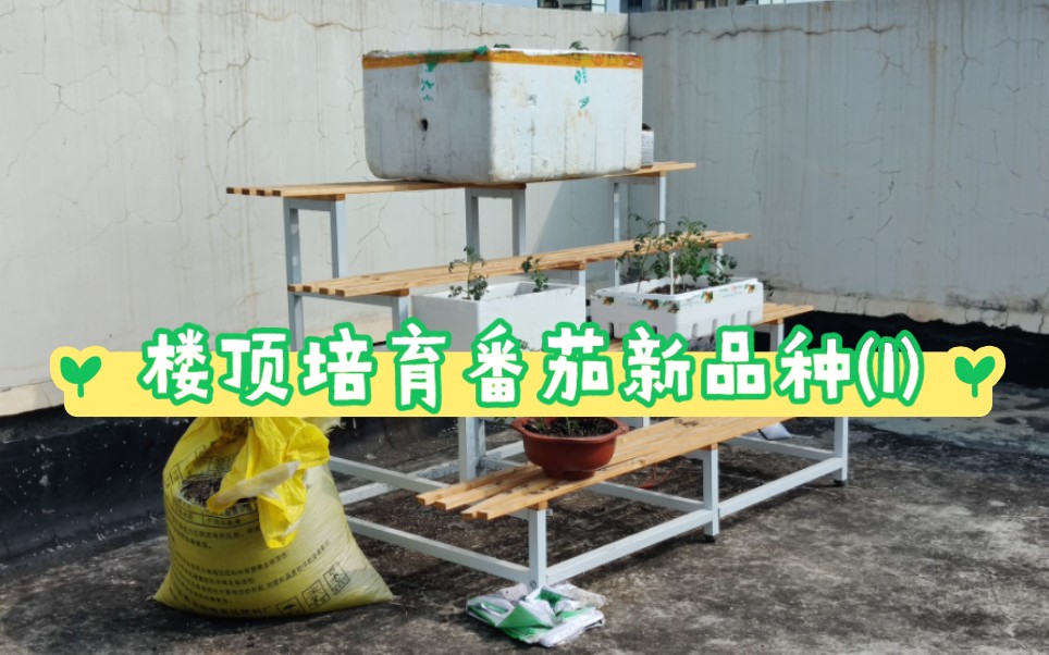 培育新品种第一天,移栽番茄苗