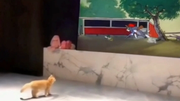 猫和老鼠的动画片没有骗人,猫咪真是那样跑