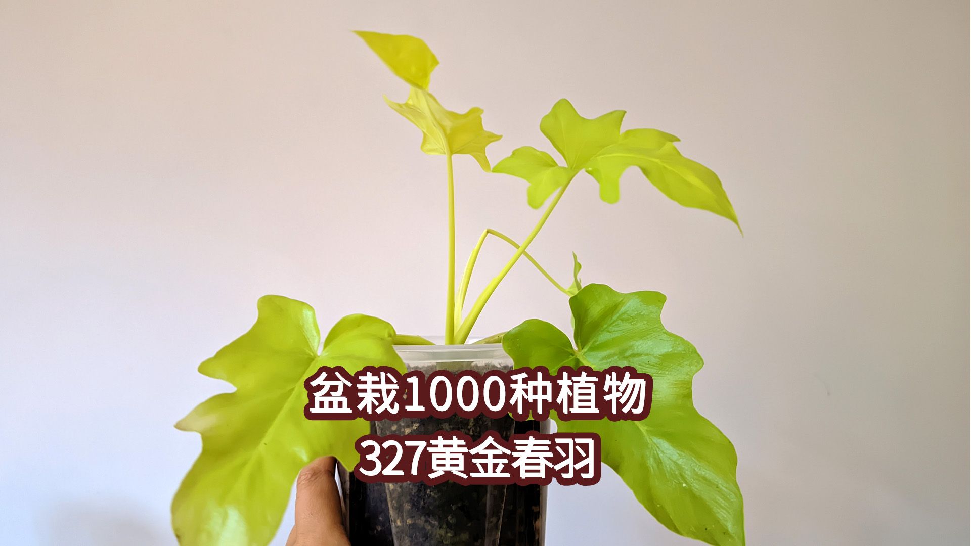 盆栽1000种植物|327 黄金春羽