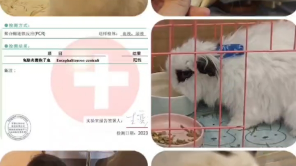 ...脑孢子虫在家兔群中普遍存在,在临床健康的宠物兔中的血清阳性率为...