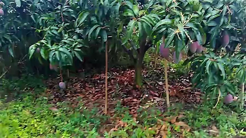 中国芒果之乡广西百色田东芒果种植技术视频