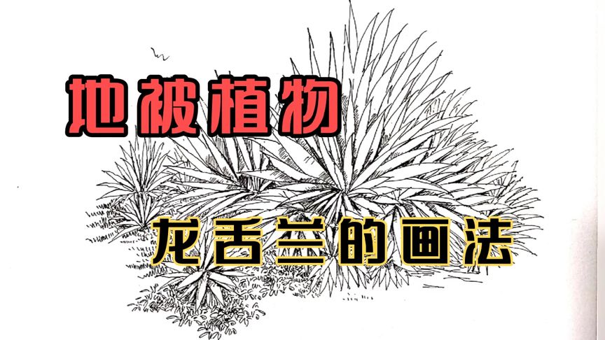 初学者学习钢笔画,地被植物龙舌兰的画法!