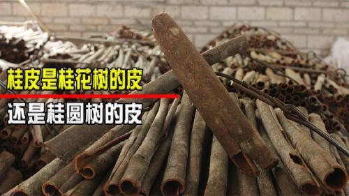 桂皮是什么来头,是桂花树皮还是桂圆树皮,剥皮后它还能活吗?