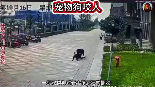 宠物狗咬两岁小孩子!女子在后面拼命营救,但是心有余力不足!
