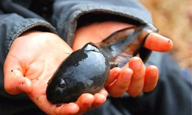 一种逆生长的青蛙,生长规律不合理,却有很大价值