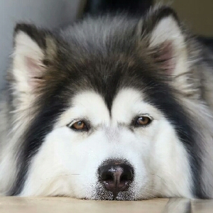 老岳父今天撸狗了吗 