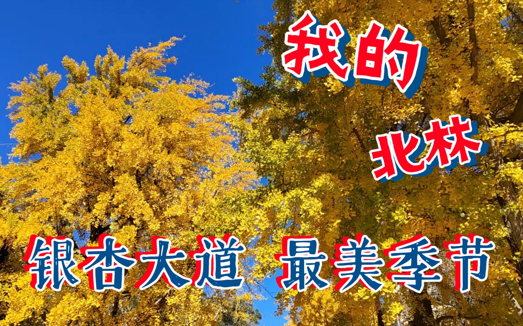 北京林业大学,银杏大道,最美季节,金色秋天,蓝天白云